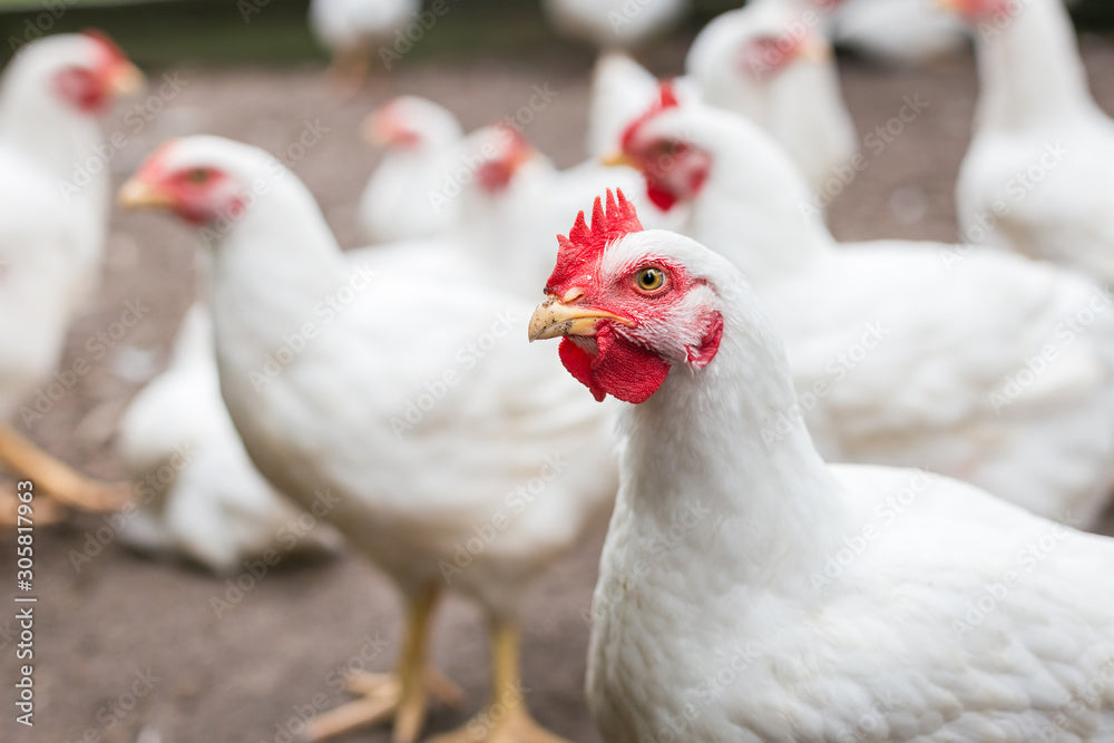 Antimicrobials – Vetsonic (UK) Ltd